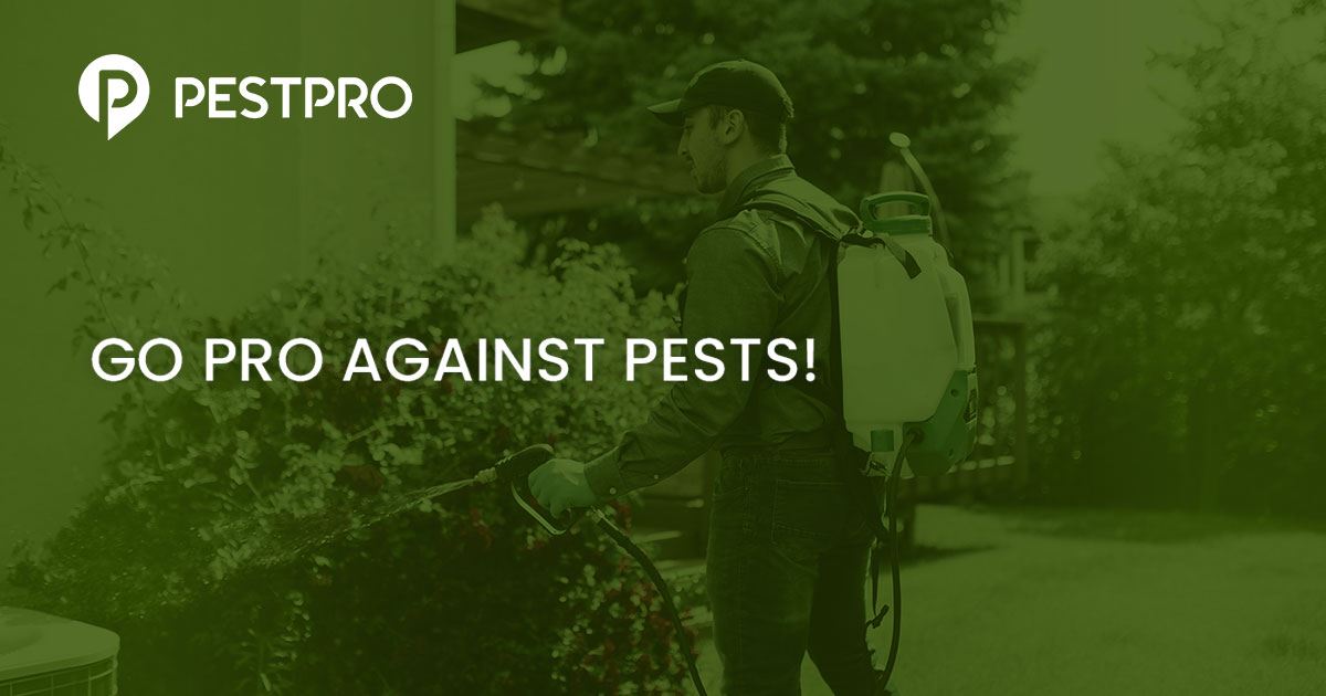 Home Pest Control | Pest Pro Pest Control