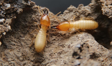 Pest Library | Salt Lake City Pest Control