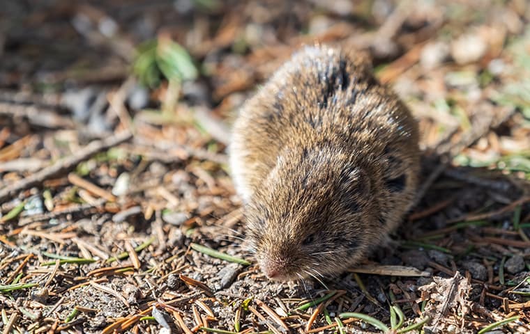Are Voles Taking Over Your Salt Lake City Property?