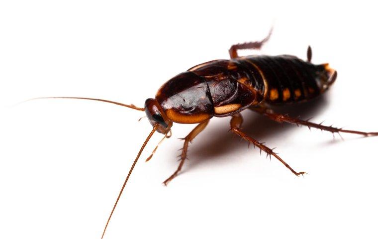 The Trick To Getting Rid Of Dirty Roaches In Your Salt Lake City Home
