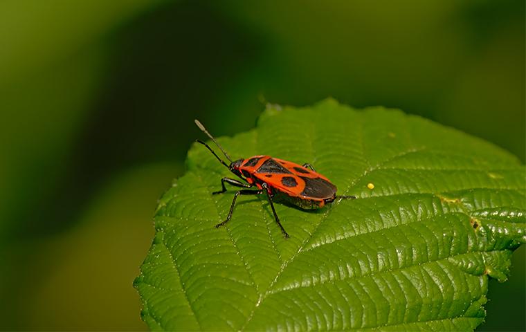 Keeping Elm Seed Bugs At Bay: Tips And Techniques For Salt Lake City ...