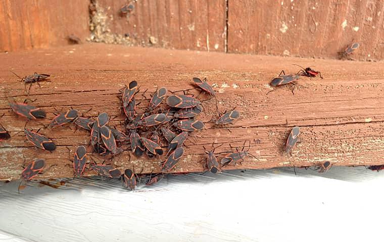 Blog - Are Boxelder Bugs Invading Your Utah Property?