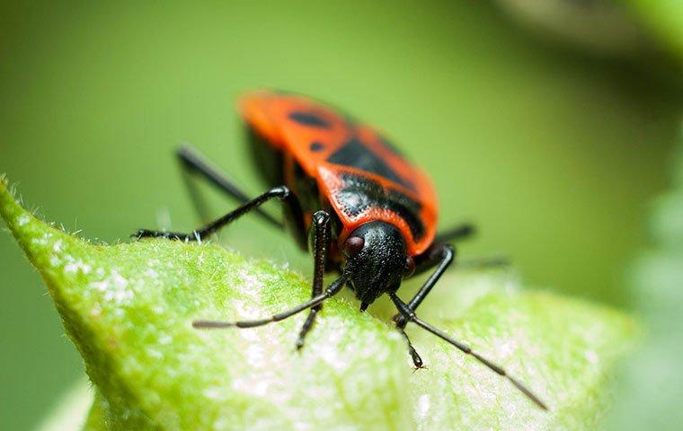 How Can I Deter Box Elder Bugs In Salt Lake City?