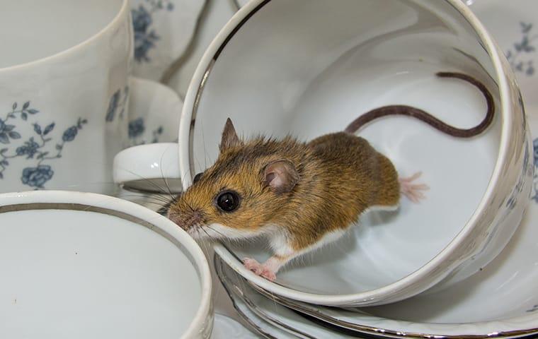 Blog - What You Should Know About The Dangers Of Mice In Your Utah ...