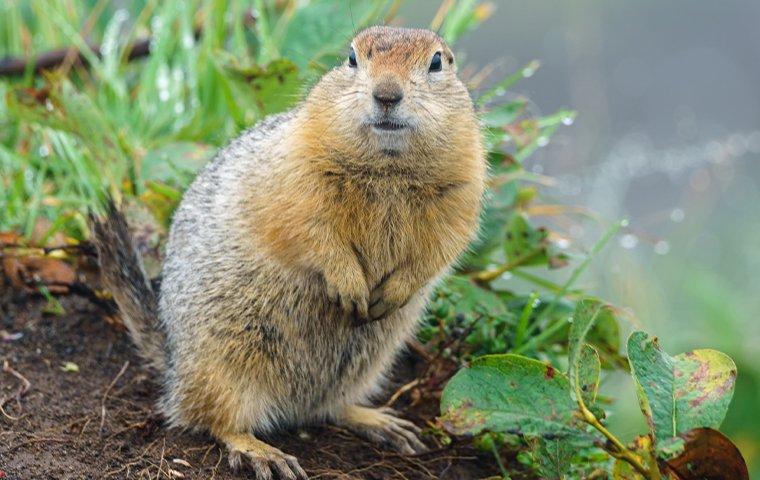 Getting Rid Of Gophers In Your Garden In Salt Lake City