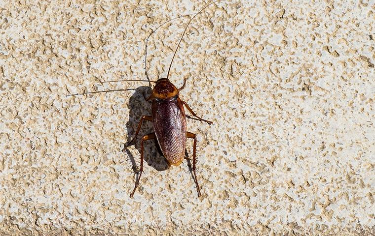 What It Takes To Get Rid Of Dirty Roaches In Your Salt Lake City Home